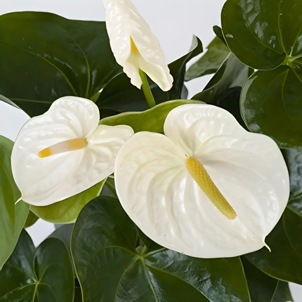 Buy Anthurium White Plant at Best Price - SeedPlex.in