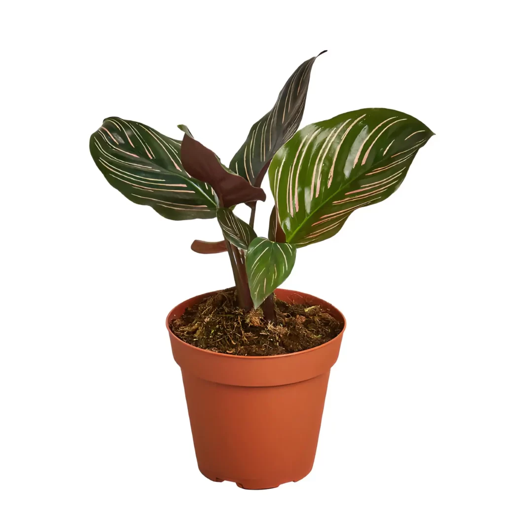 Buy Calathea Ornata (Pin-stripe Calathea) Plant at Best Price - SeedPlex.in