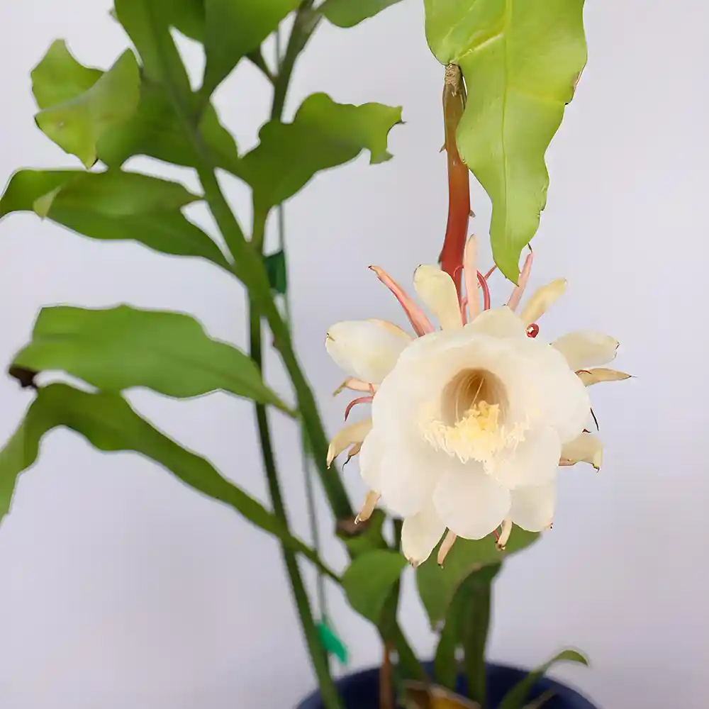 Buy Brahma Kamal, Nishagandhi, Queen of the Night Plant at Best Price ...