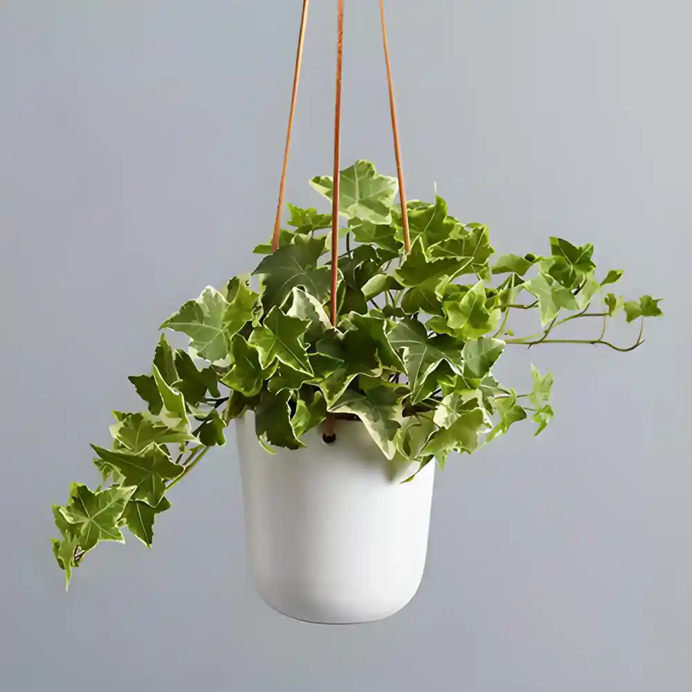 Buy English Ivy Variegated (Senecio Macroglossus Variegatus) Plant at ...